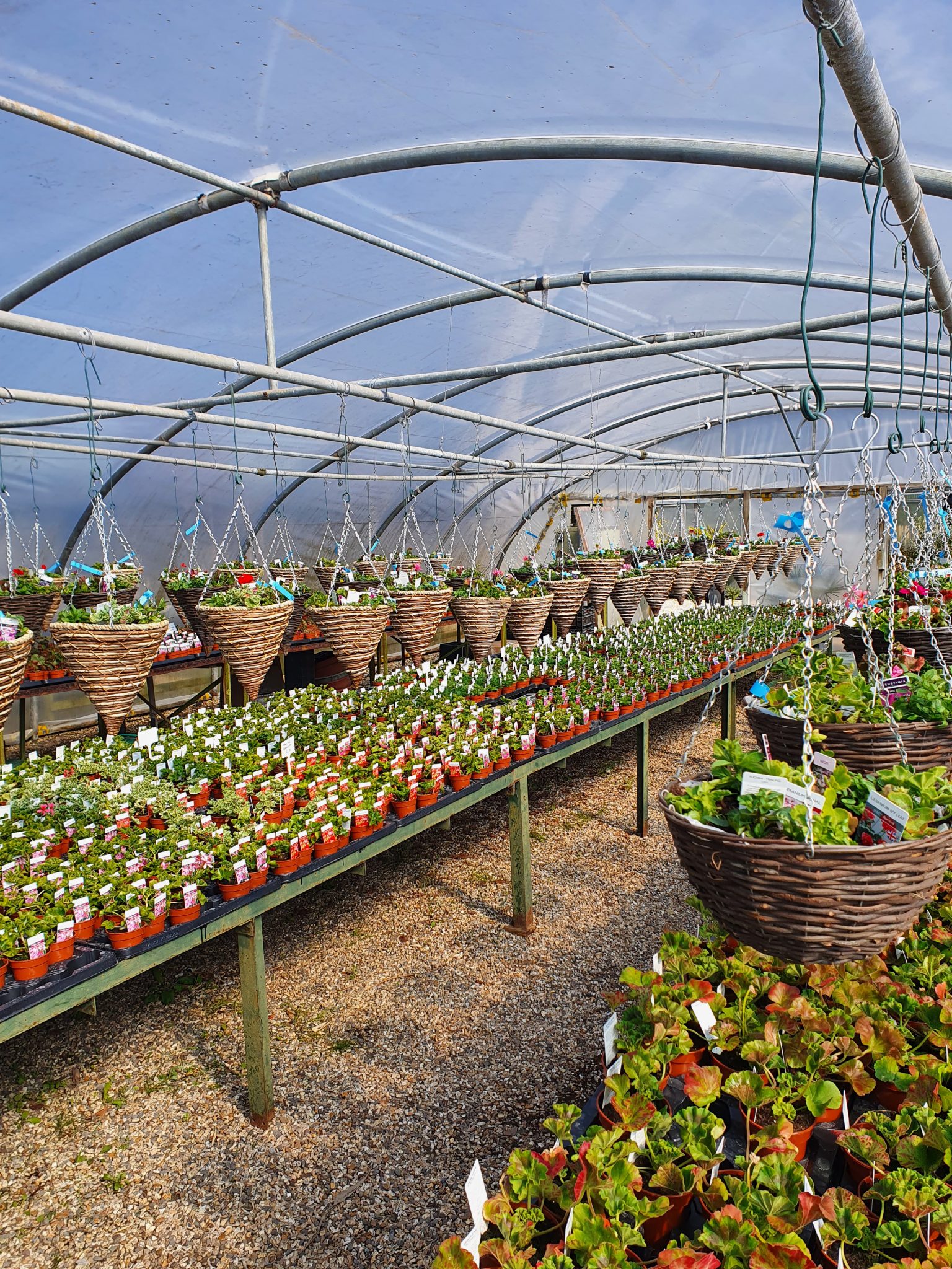 Plants, Flowers & Shrubs - Bashley Plant Centre