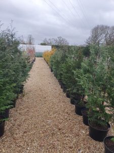 Home - Bashley Plant Centre