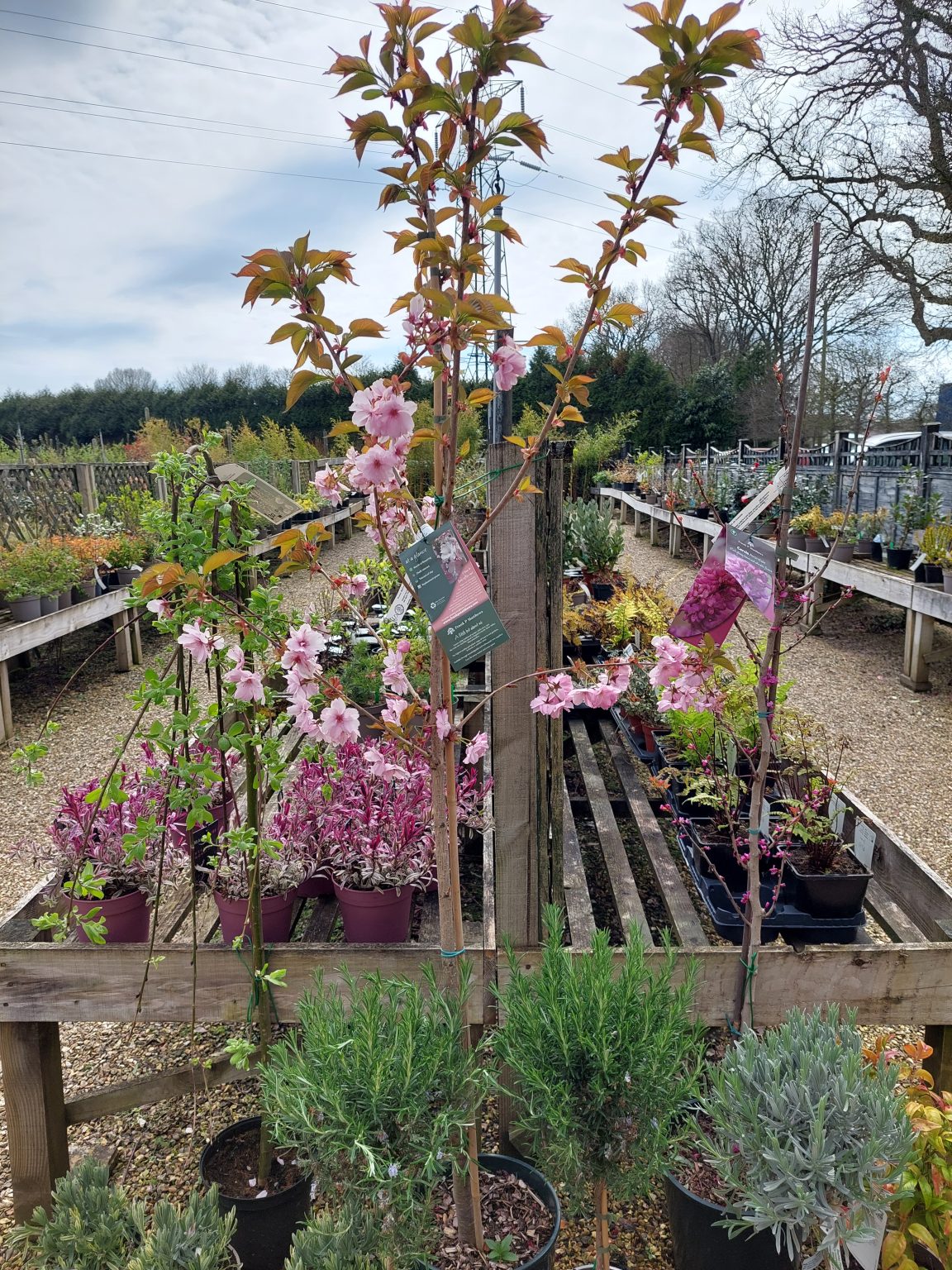Contact us - Bashley Plant Centre