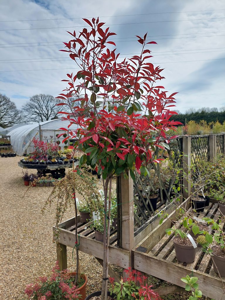 Contact us - Bashley Plant Centre