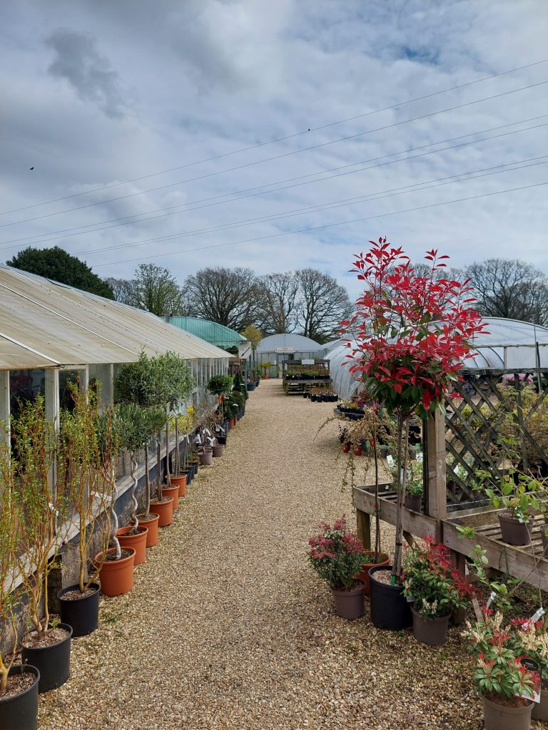 Contact us - Bashley Plant Centre