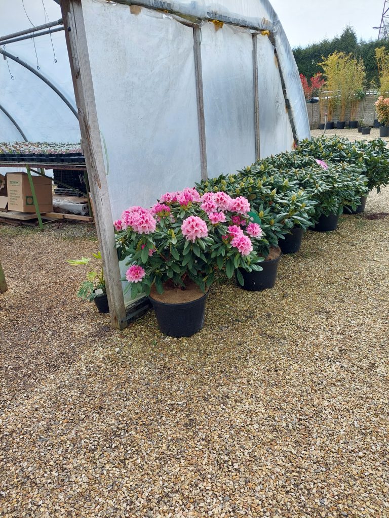 Contact us - Bashley Plant Centre