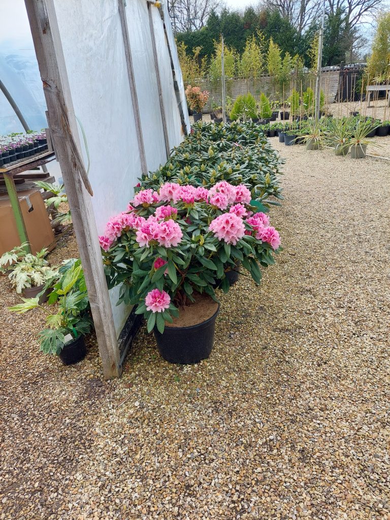 Contact us - Bashley Plant Centre