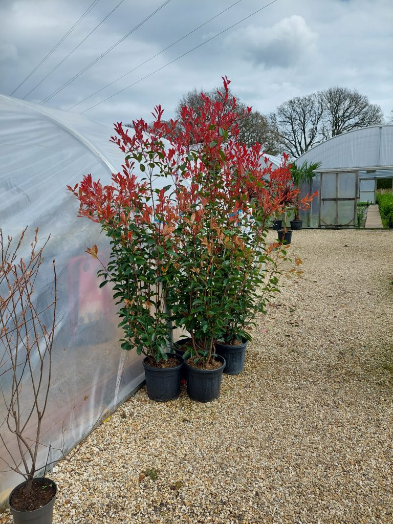 Contact us - Bashley Plant Centre