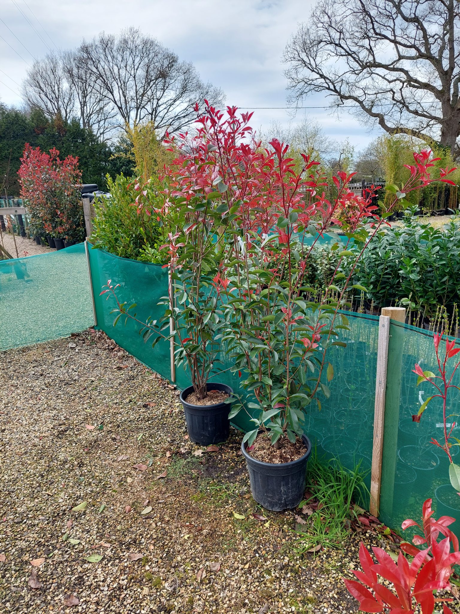 Contact us - Bashley Plant Centre