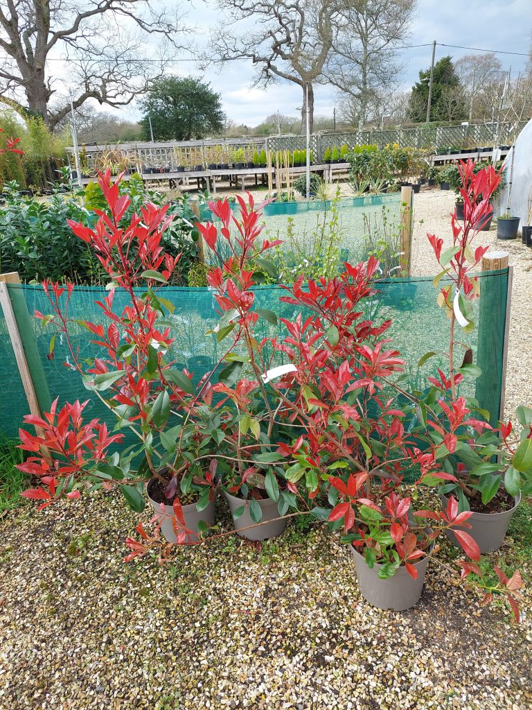 Contact us - Bashley Plant Centre