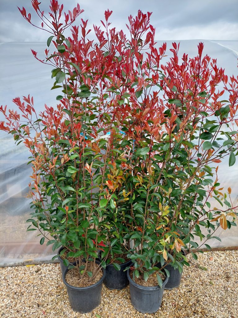 Contact us - Bashley Plant Centre