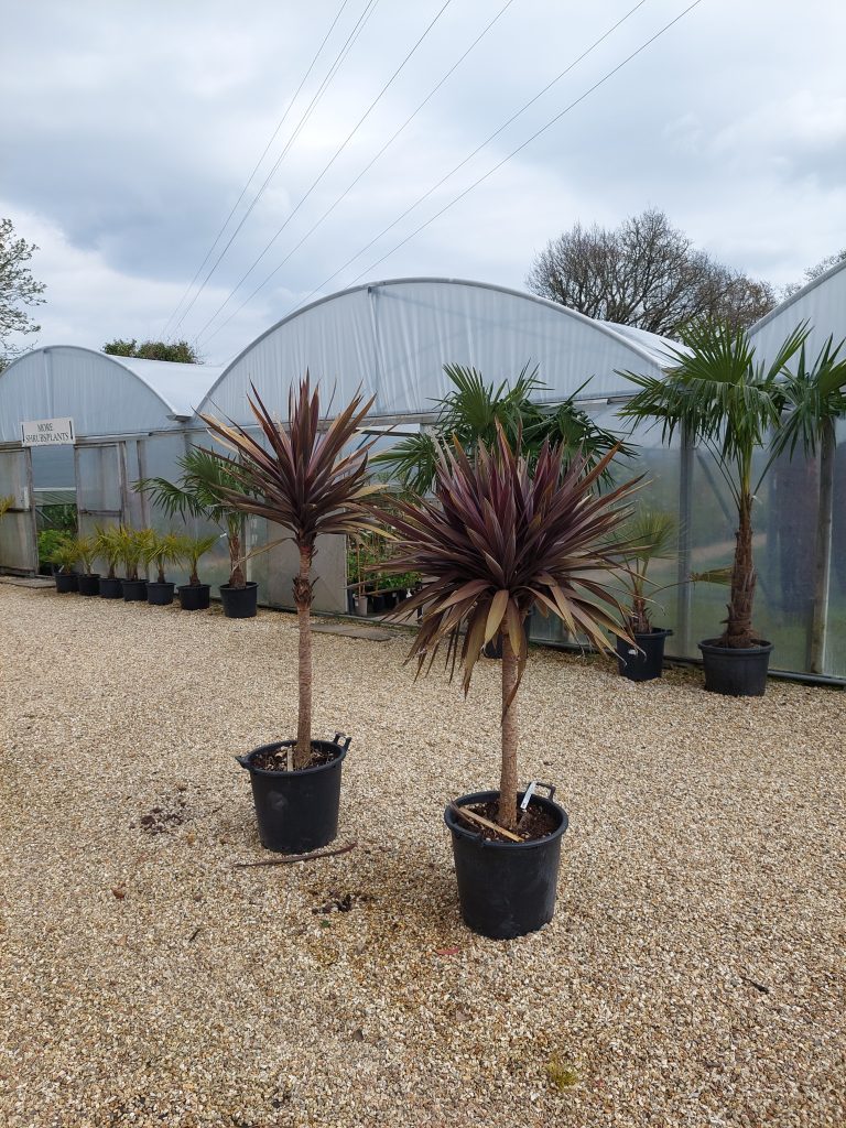 Contact us - Bashley Plant Centre