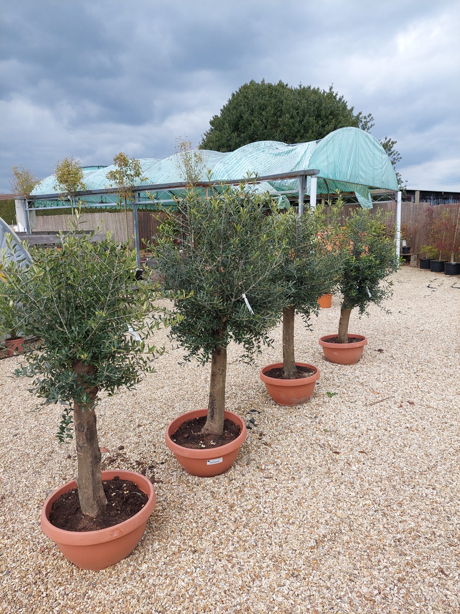 Contact us - Bashley Plant Centre