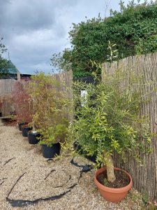 Contact us - Bashley Plant Centre