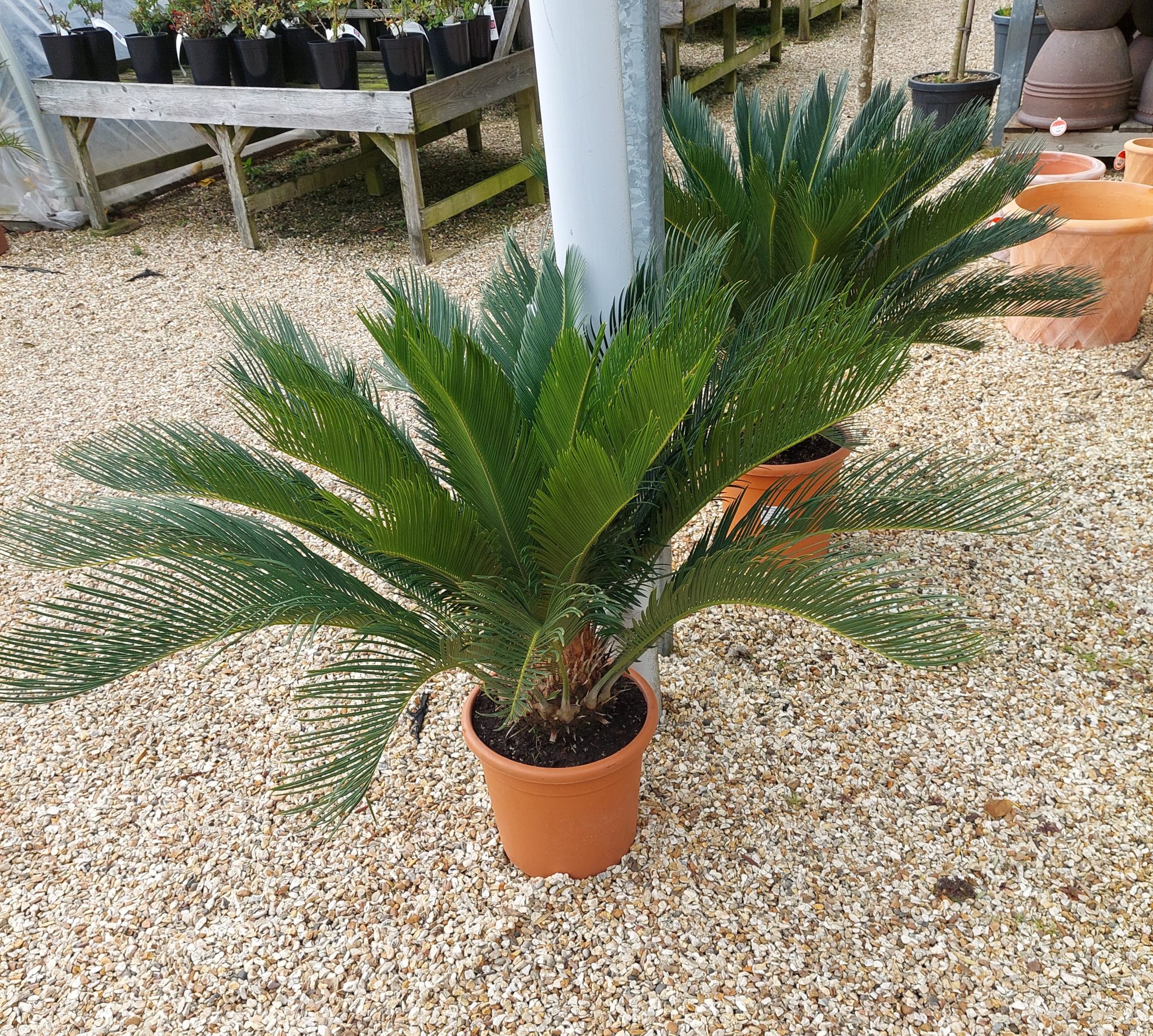 Contact us - Bashley Plant Centre