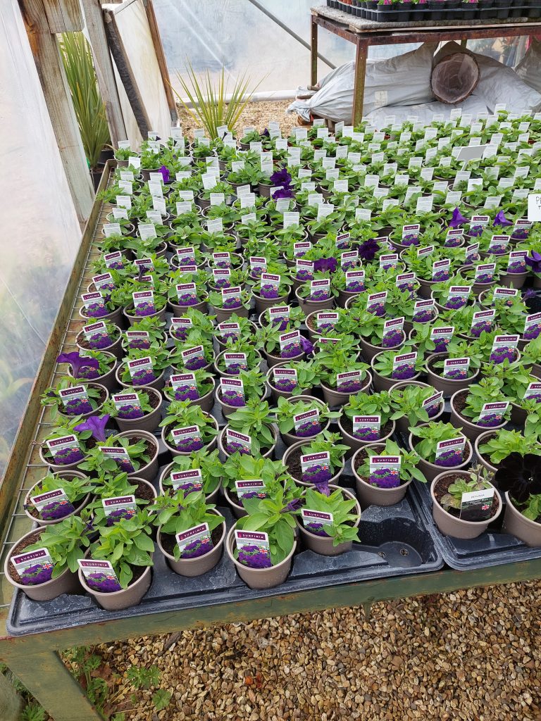Contact us - Bashley Plant Centre